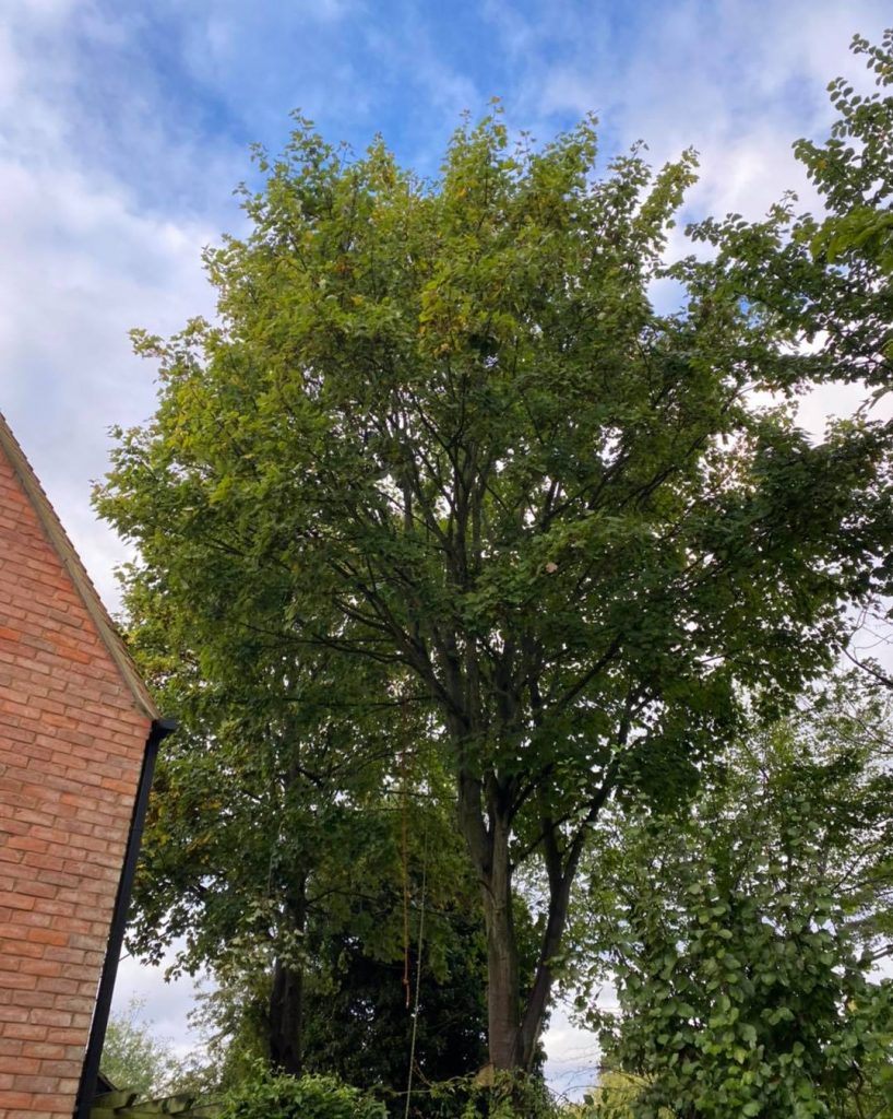 Crown reduction of Sycamore Tree | Tree and Garden Services