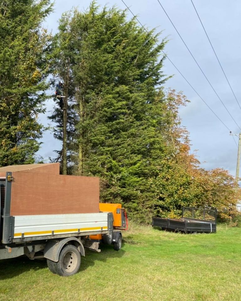 Conifer Removal along Power Lines | Tree Surgeons around Luton