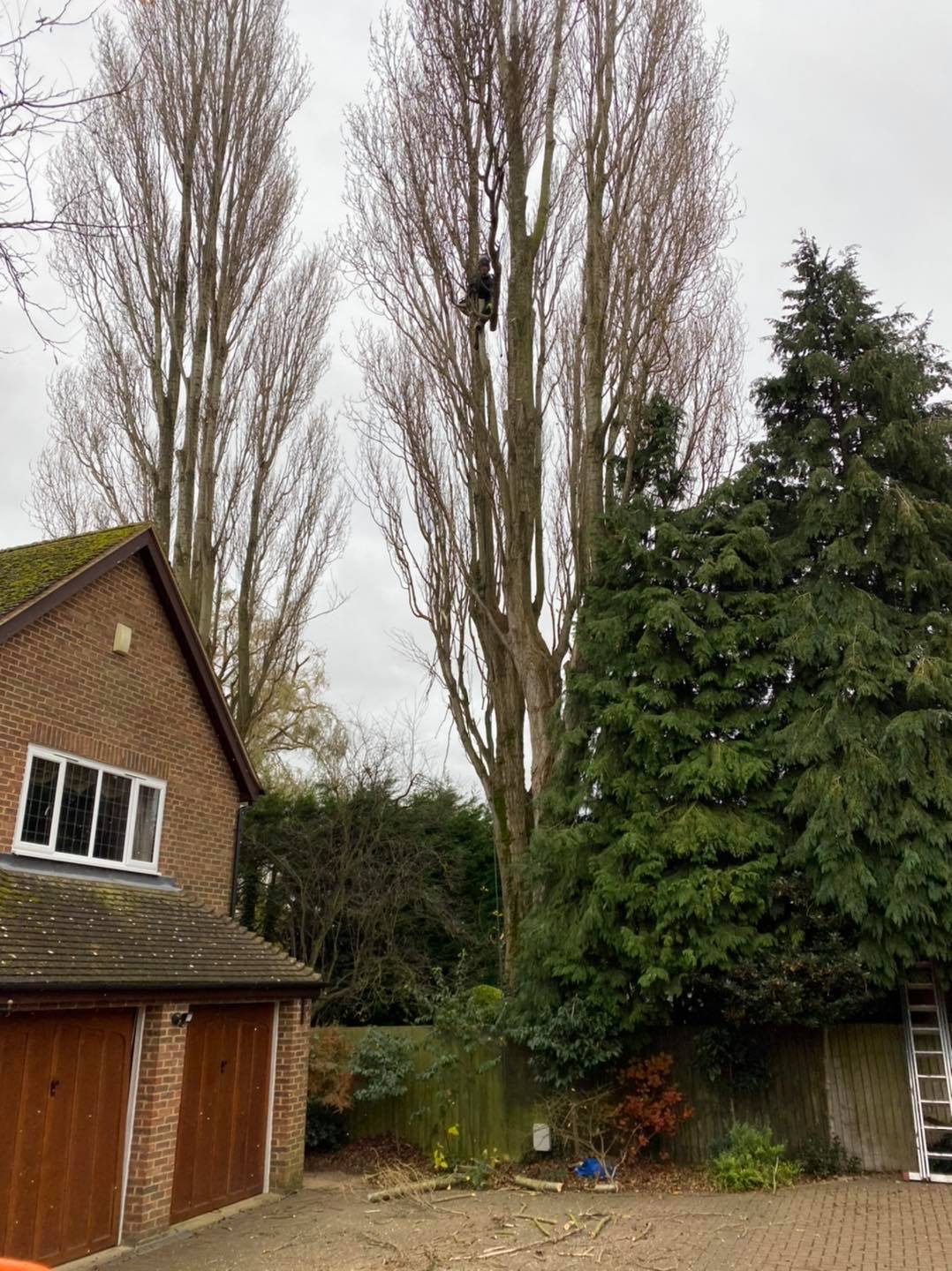 Pollarding Lombardy Poplar | Tree Surgeons around Milton Keynes